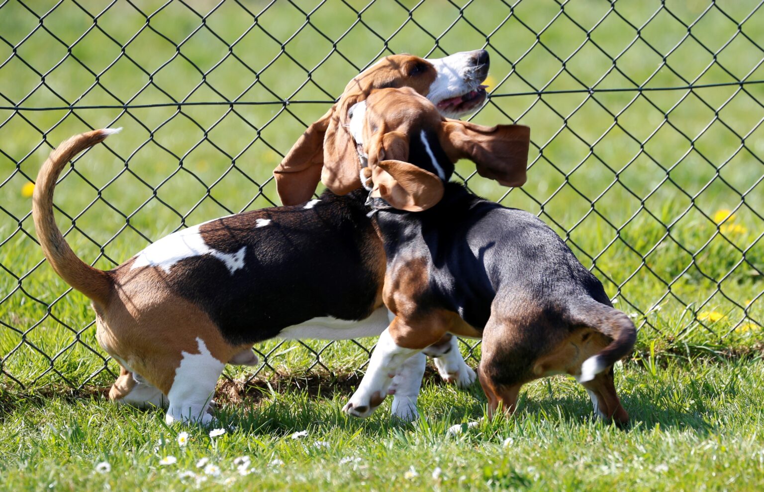 Basset Artésien Normand Club Nederland | Welkom op de site van ons ...